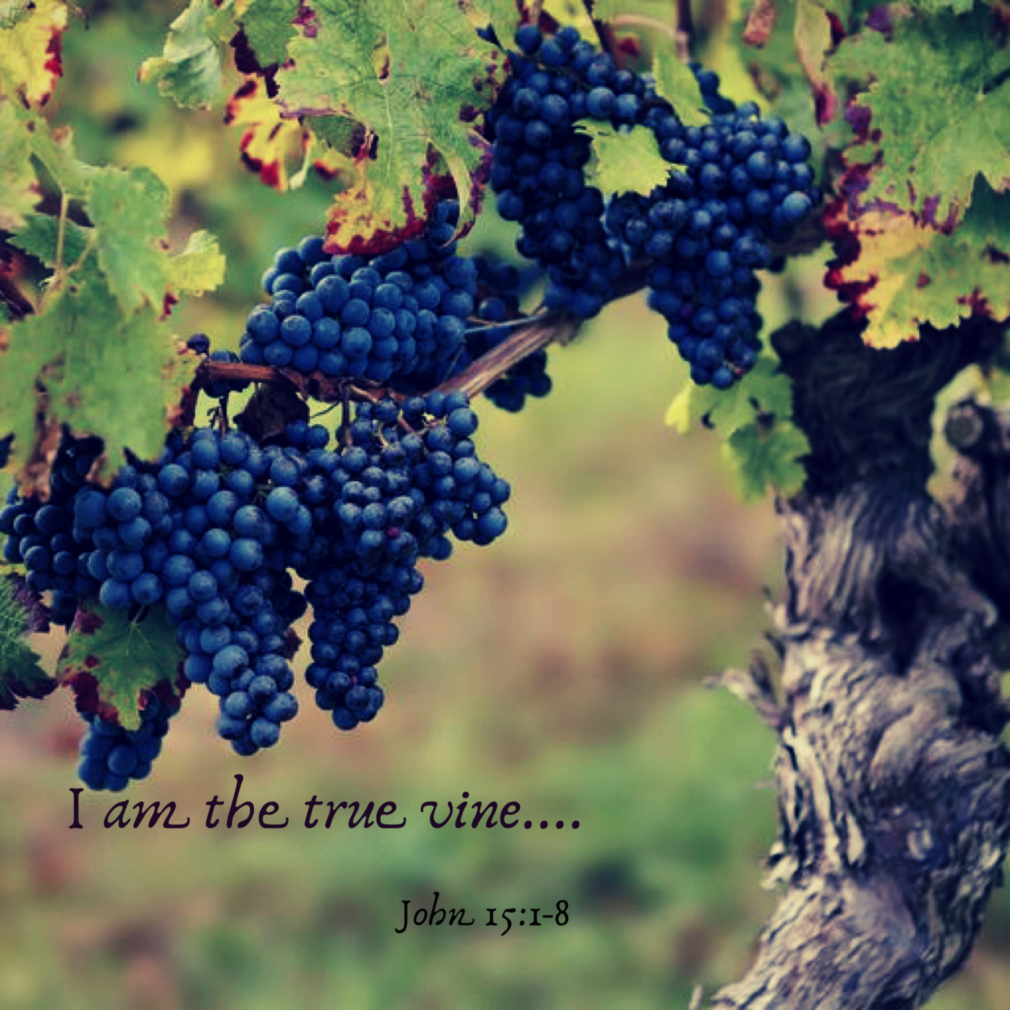 I am the vine